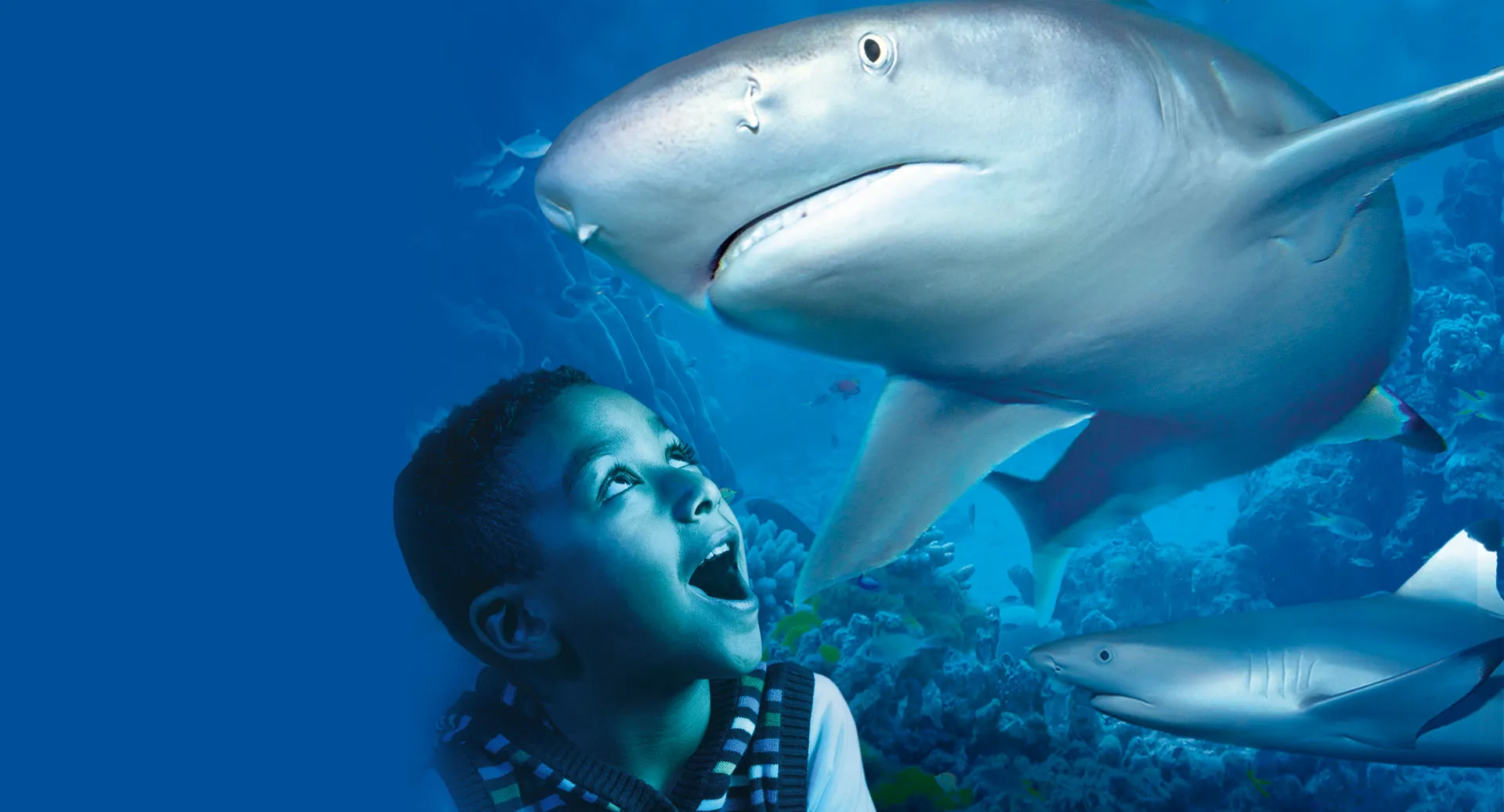 SEA LIFE Centres | Merlin Annual Pass