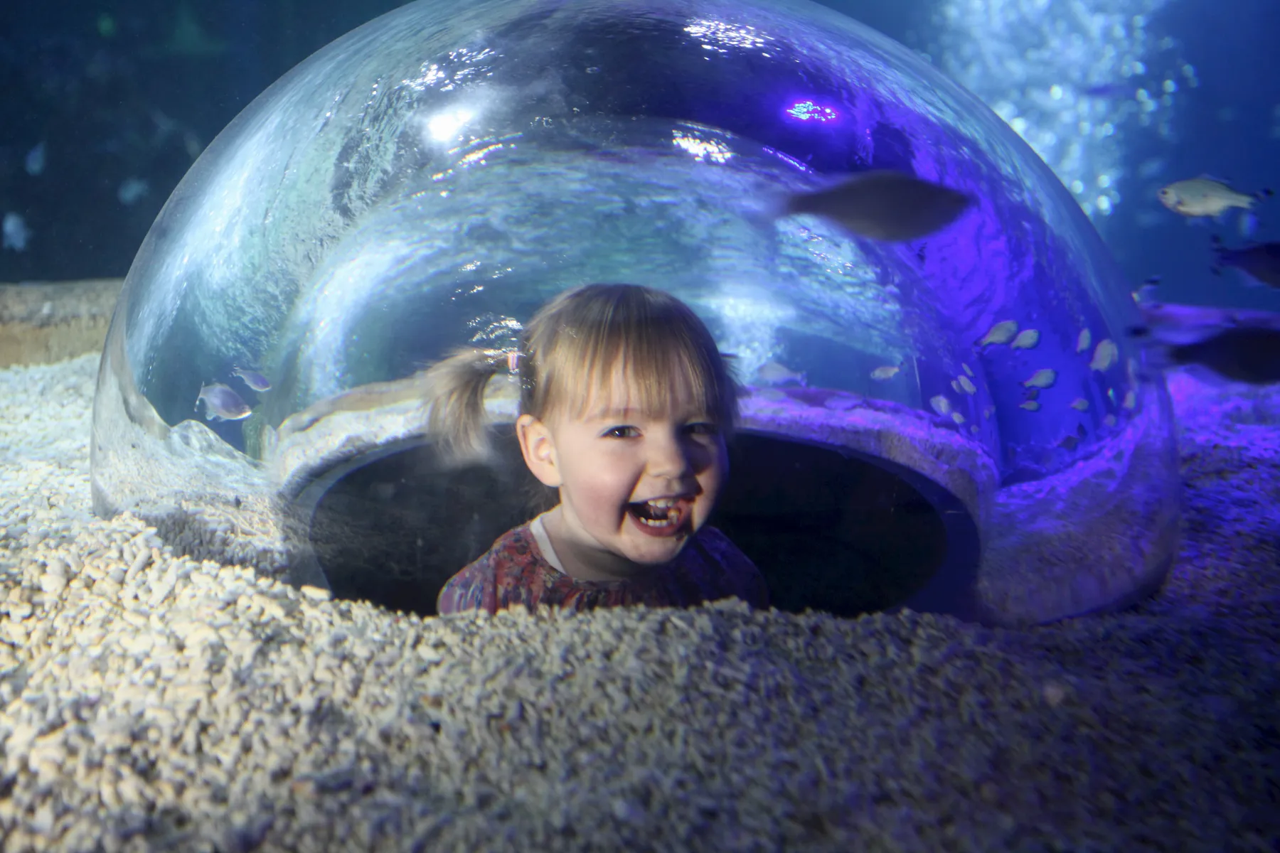 SEA LIFE Blackpool | Merlin Annual Pass
